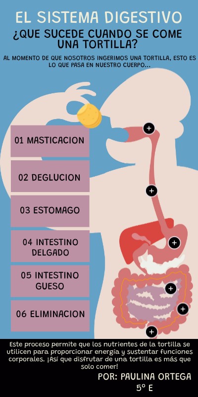 SISTEMA DIGESTIVO ¿QUE SUCEDE CUANDO SE INGIERE UNA TORTILLA?