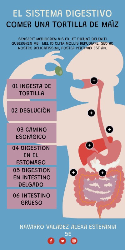 infografía sobre el sistema digestivo