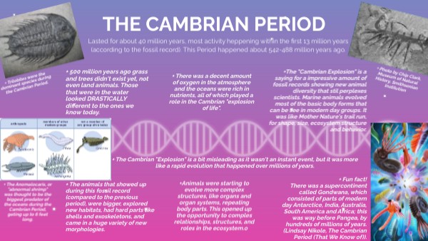 CAMBRIAN PERIOD_CARMEN SARIKA