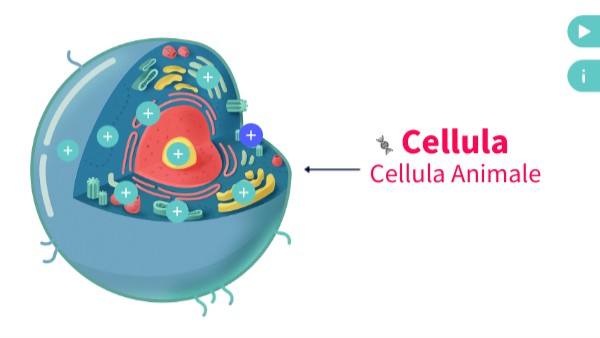 Interactive cell poster