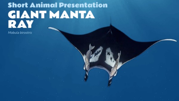 Giant Manta Ray