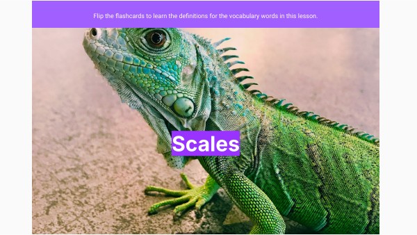 L2 Lizards Flashcard