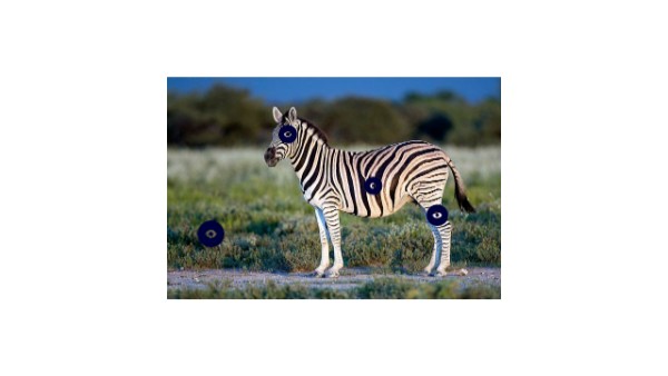Zebra | Genially