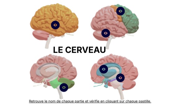 Anatomie du cerveau | Genially