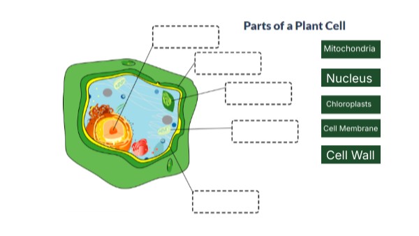 Lesson 2 Parts of a Plant Cell Interactive