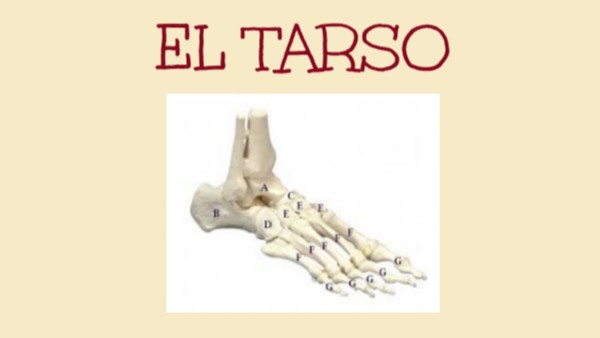 El Tarso