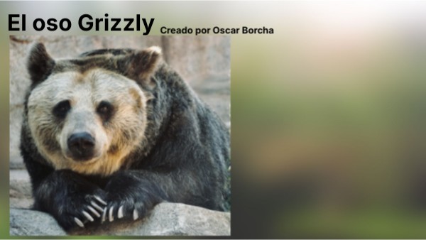oso grizzly