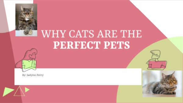Why cats are the perfect pets