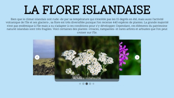 La flore islandaise