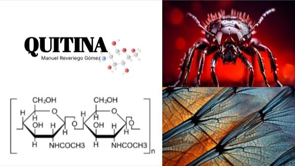 Quitina | Genially