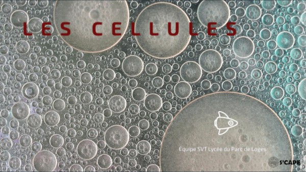 TP 5 Les cellules | Genially