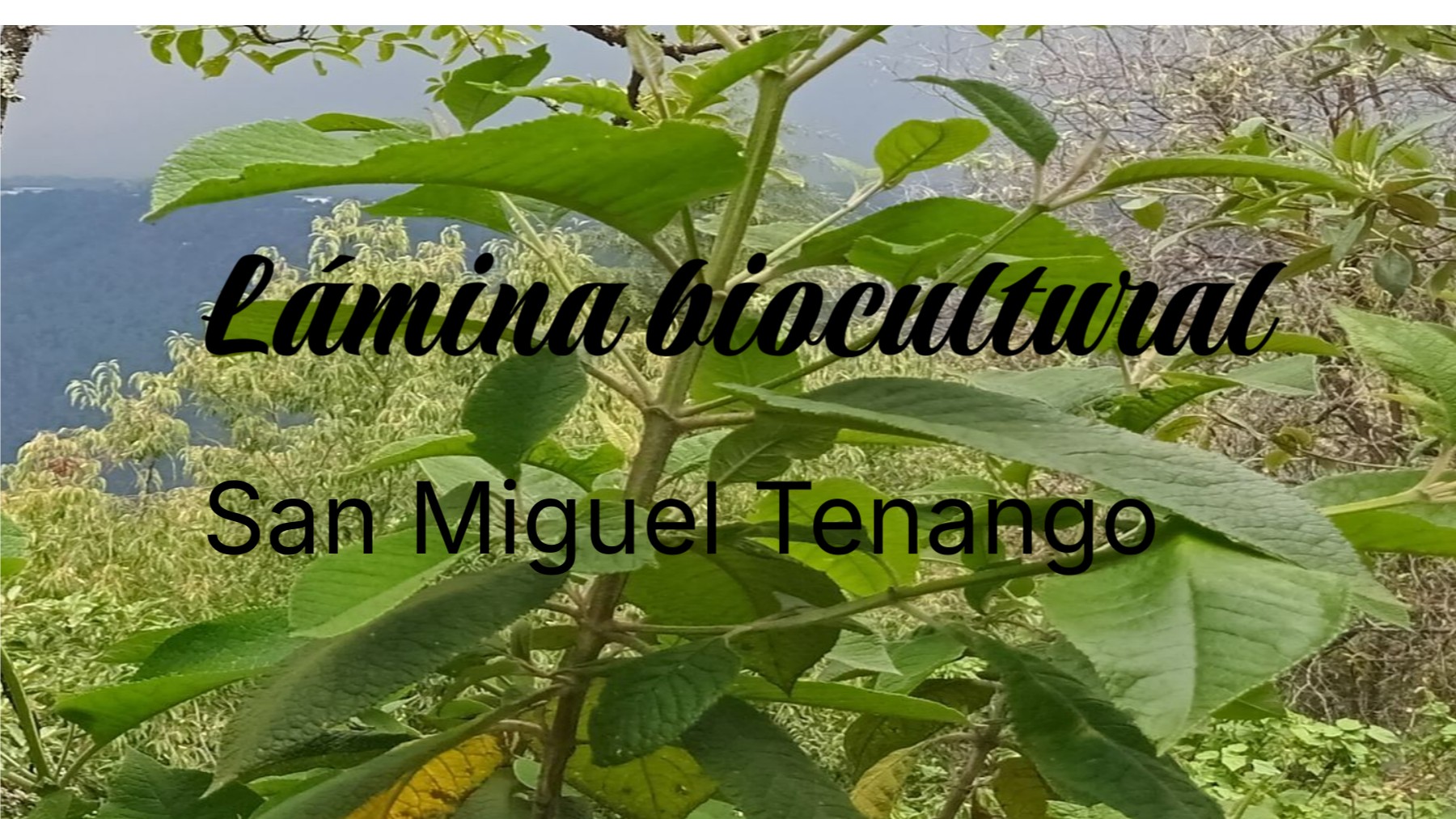 Lámina a biocultural de