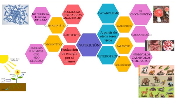Mapa Mental Panal | Genially