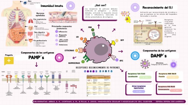 RECEPTORES RECONOCIMIENTO DE PATRONES (PRR) Inmunología Zepeda Zoe | Genially