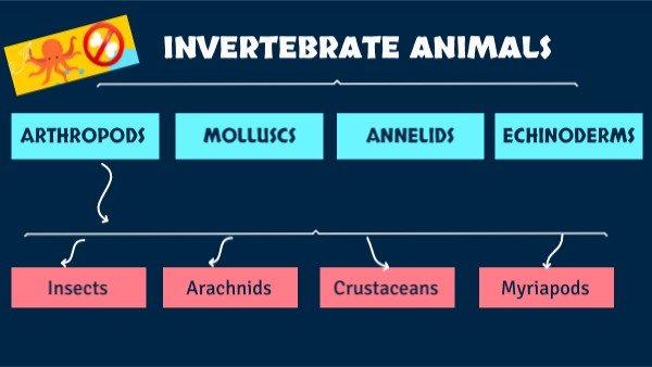 INVERTEBRATE ANIMALS | Genially