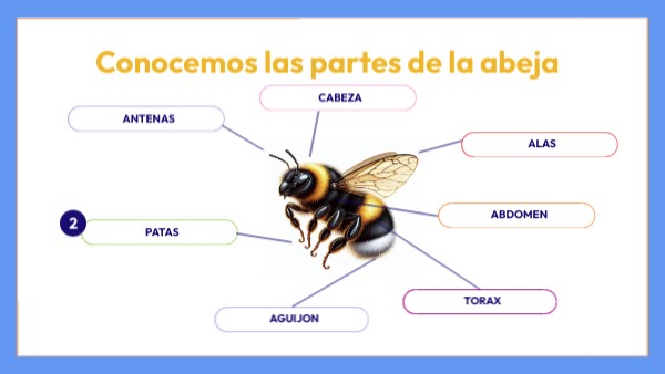 Infografía Partes de la abeja | Genially