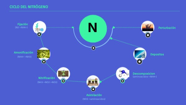 ciclo del nitrogeno