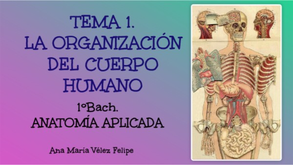 ANATOMÍA. ORGANIZACION CUERPO HUMANO | Genially
