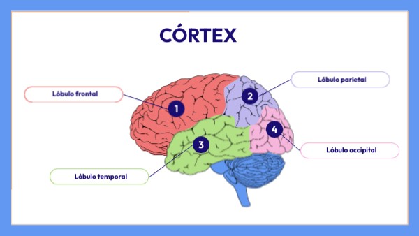 El córtex