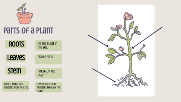 Parts of a Plant Drag
