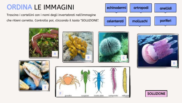 Gli invertebrati: abbina a ciascuna immagine il nome corretto!