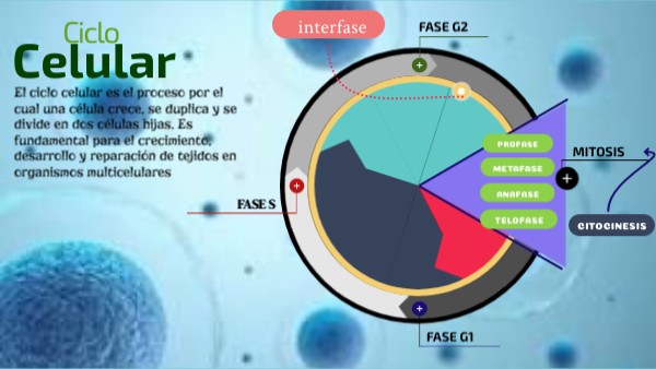 ciclo celular | Genially