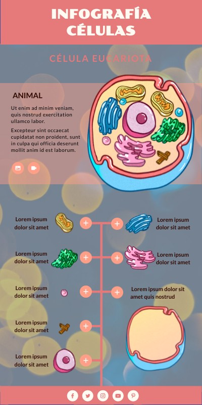 INFO VERTICAL CÉLULAS