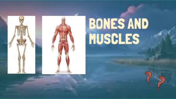 Bones and Mucles