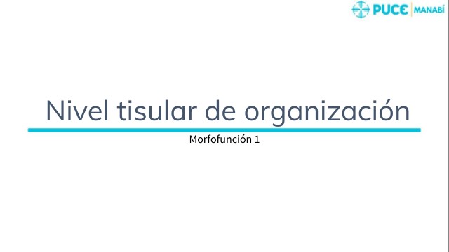 4. El nivel tisular de organizaciÃ³n.pptx
