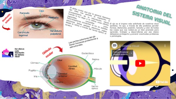 ANATOMIA DEL SISTEMA VISUAL