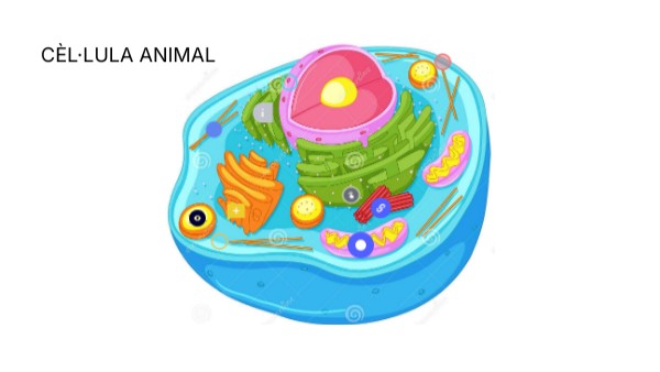 Cèl·lula animal | Genially