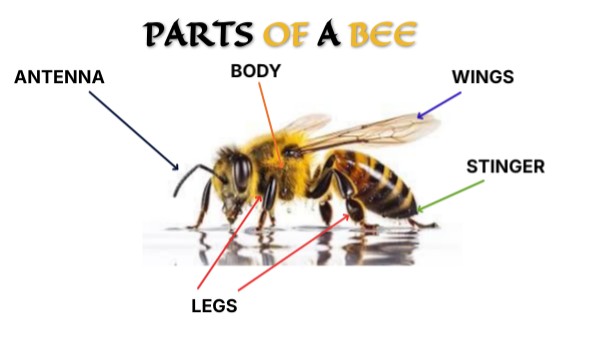 PARTS OF A BEE