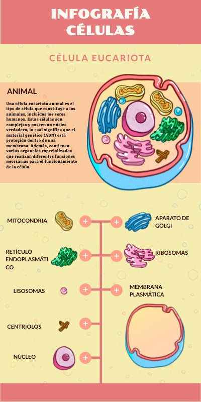 INFO VERTICAL CÉLULAS
