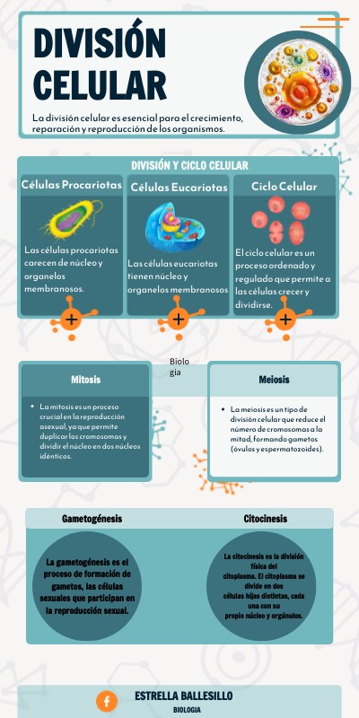 Infografía División y Ciclo Celular | Genially