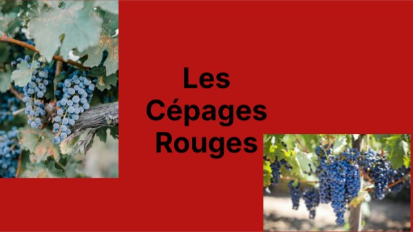 Cépages Rouges