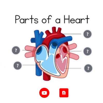 Cardiovascular System - The Heart