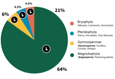 Interactive - Plant Kingdom Diversity