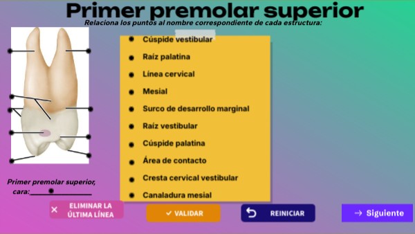 Primer premolar superior | Genially