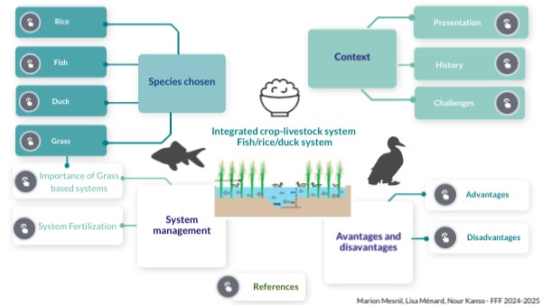 Rice-duck-fish integrated systems