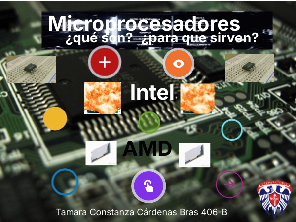 tamara cardenas bras