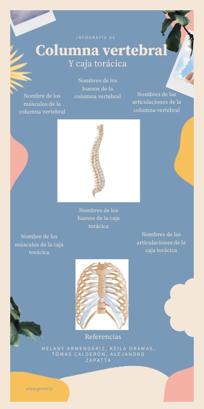 Infografia Columna vertebral y Caja torácica | Genially