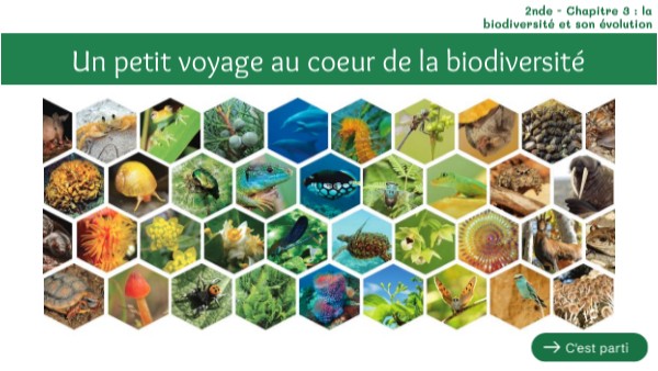 Activité 8 - 2nde | Genially