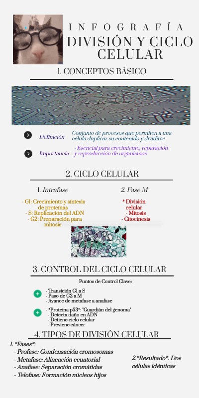 Infografía sobre division y ciclo celular | Genially