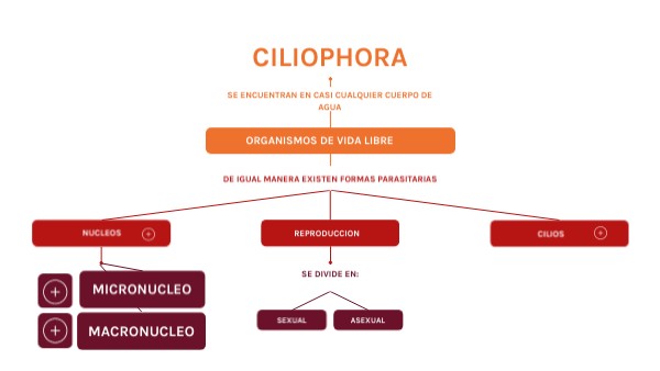 CILIOPHORA | Genially