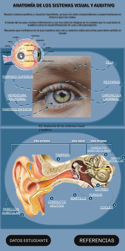 R3. Anatomía de los sistemas visual y auditivo