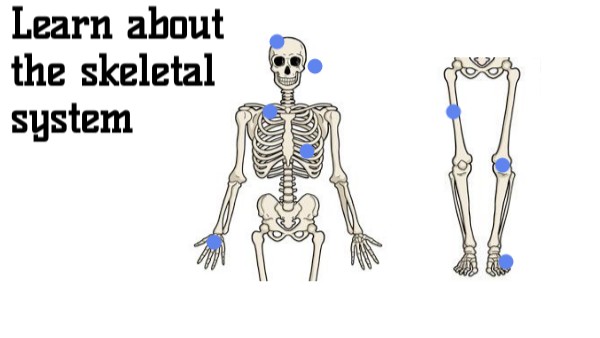 Skeletal Structure