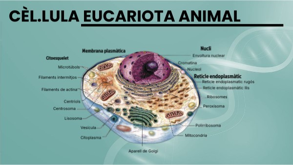 Cèl.lula eucariota