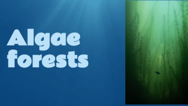 Algae Forests
