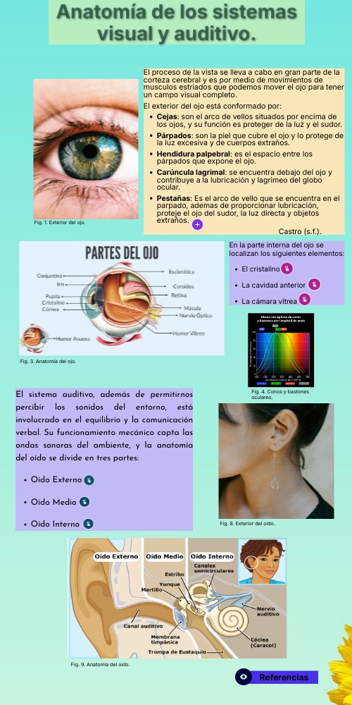 Infografía: Anatomía de los sistemas visual y auditivo | Genially