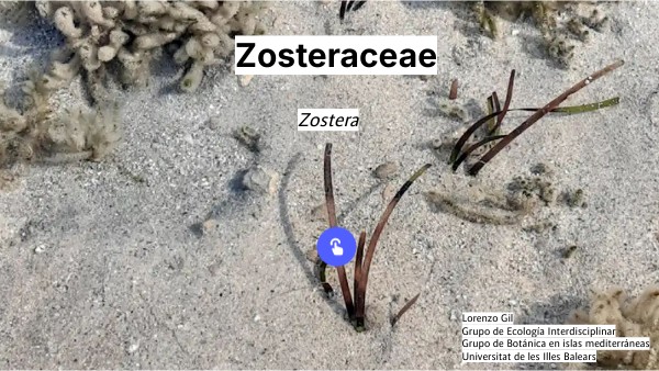 Zosteraceae